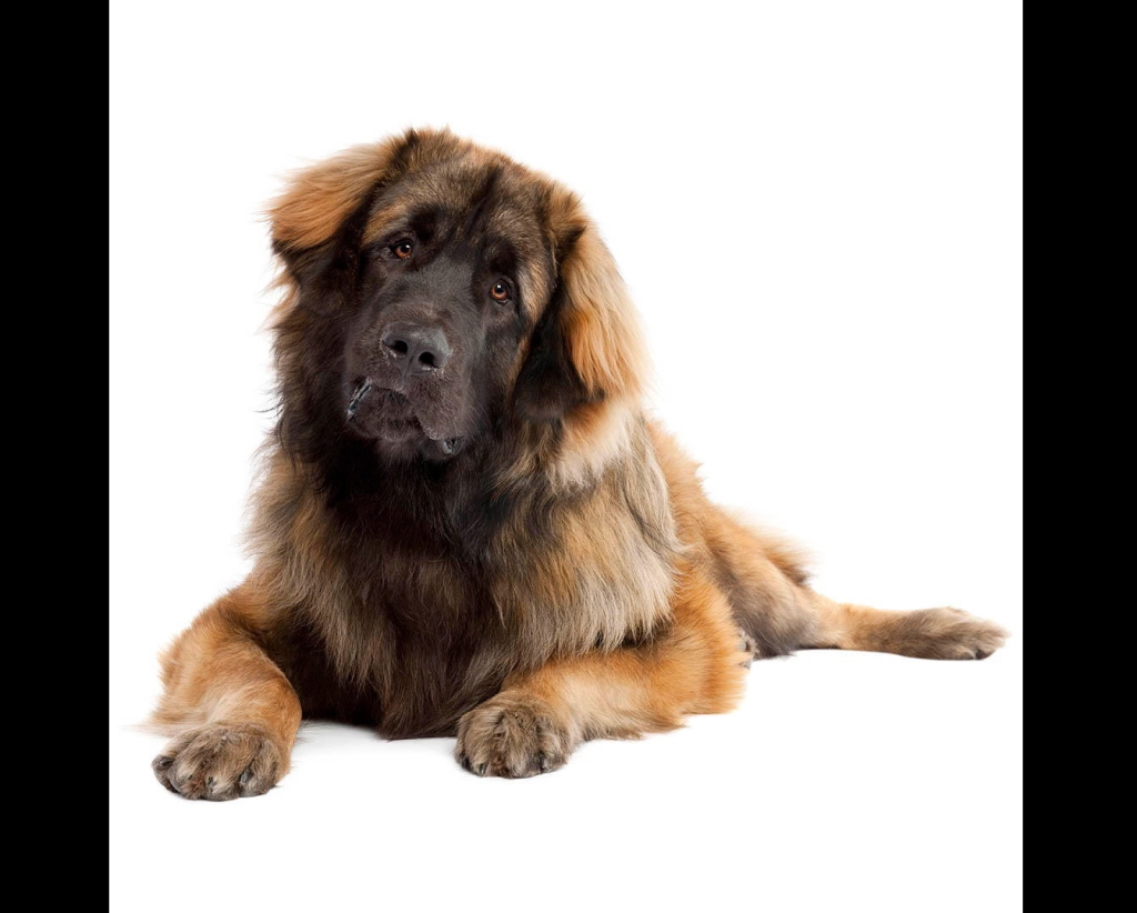 Dog - Farm to Paw Erin